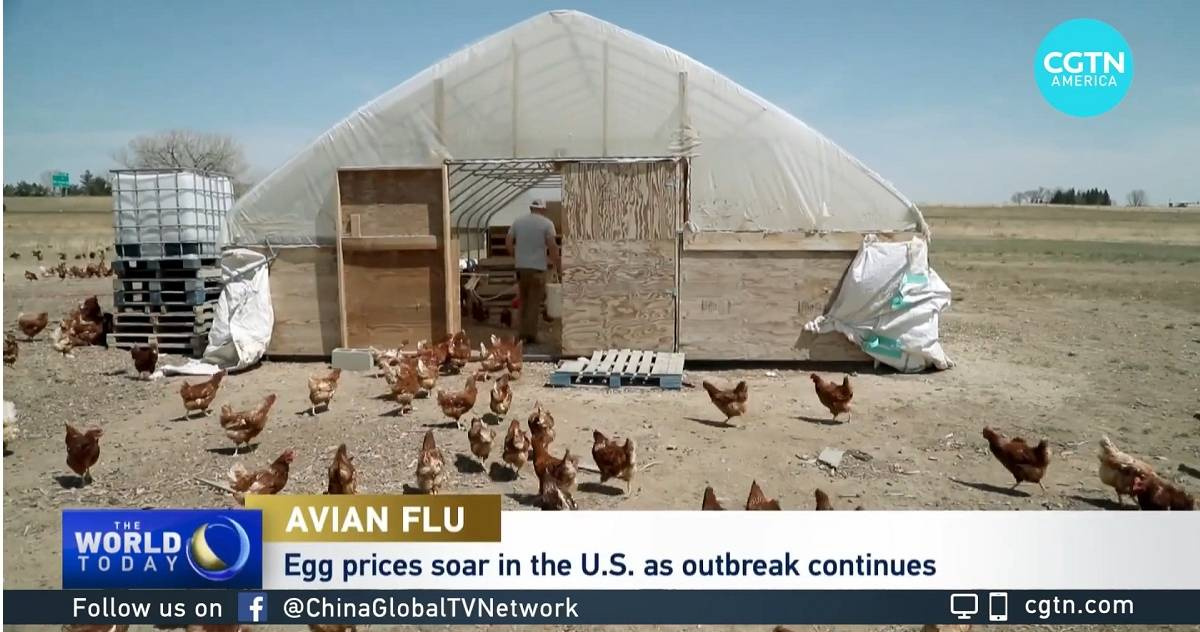 美國也掀「蛋蛋危機」！ 1月蛋價飆漲150％創新高 | 國際 | CTWANT