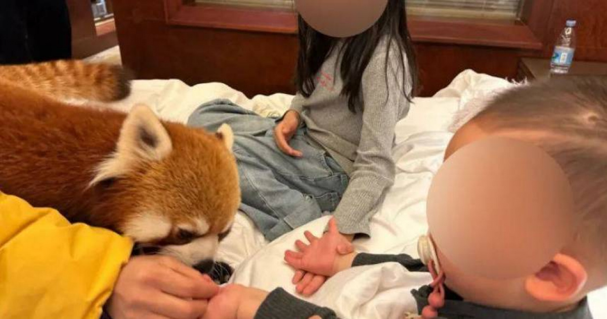 陸飯店推「小熊貓Morning Call」每晚房價1.2萬 官方急喊停 | 生活 | CTWANT