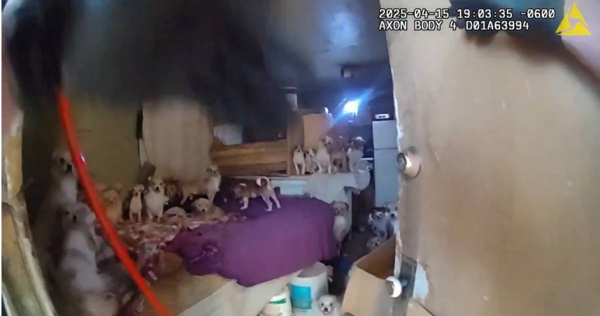 超嚴重「動物囤積症」！小屋收養168隻貓狗 屋主將面臨632項虐待動物指控 | 國際 | CTWANT