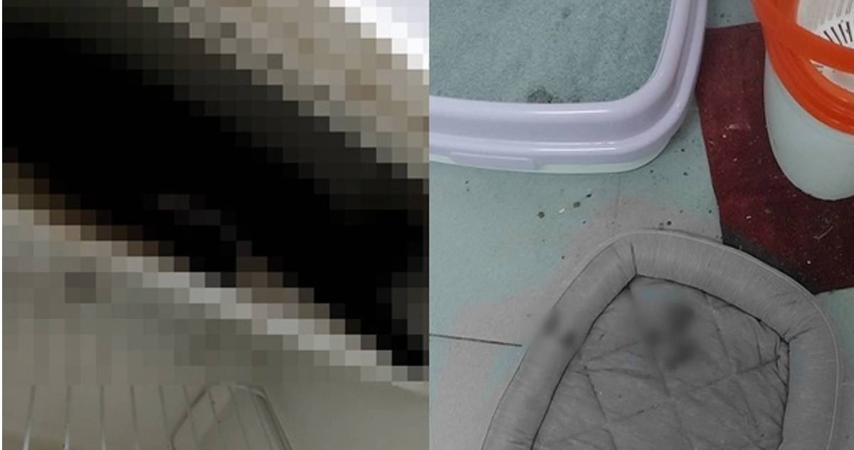 獨／玄奘男大生虐貓非首例！學長2周虐死51隻 冰箱驚見貓屍 | 社會 | CTWANT