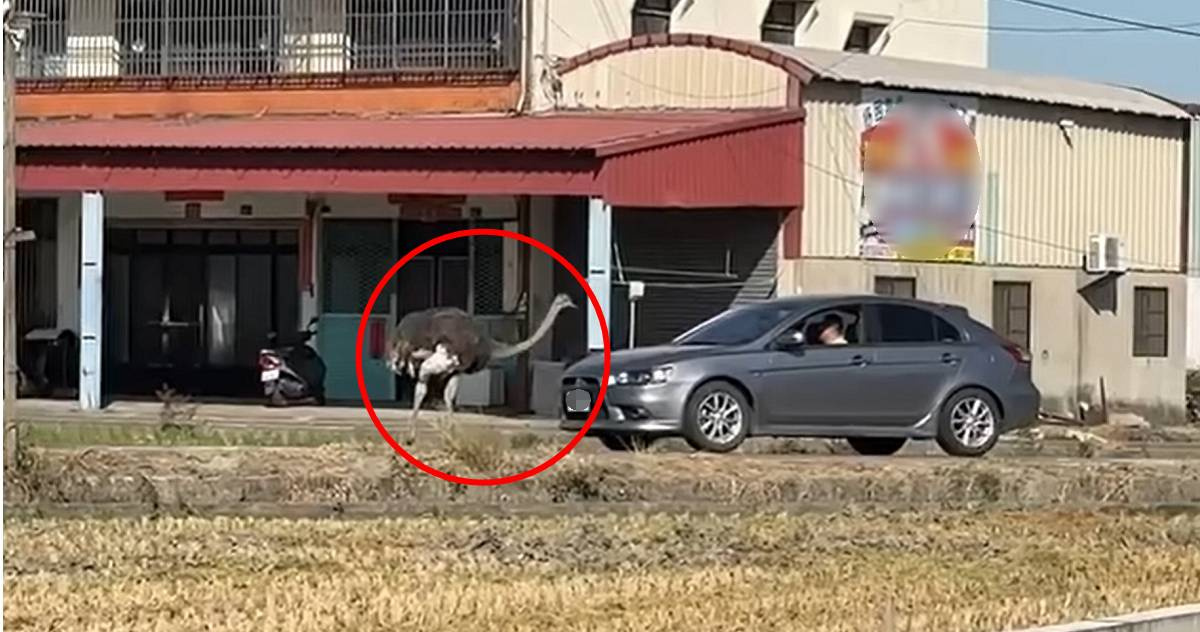 鴕鳥二度逃到台中！大街上發呆當路霸 警民合力圍捕帶回農場 | 生活 | CTWANT