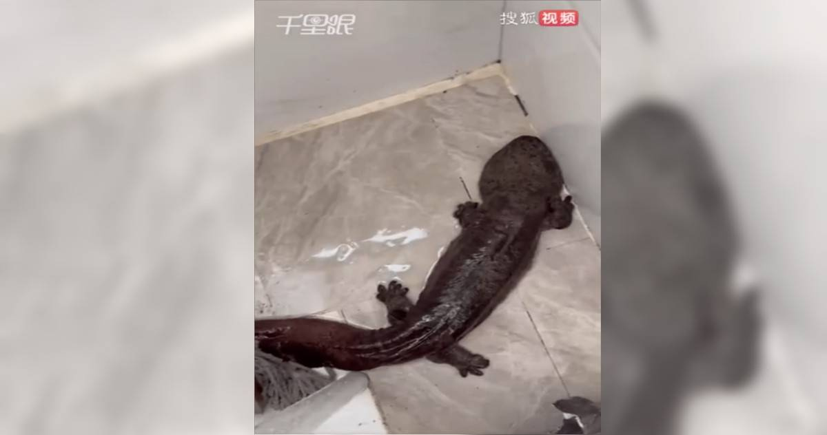 Unexpected Discovery: Chinese Man Finds Giant Salamander in Water Pipe ...