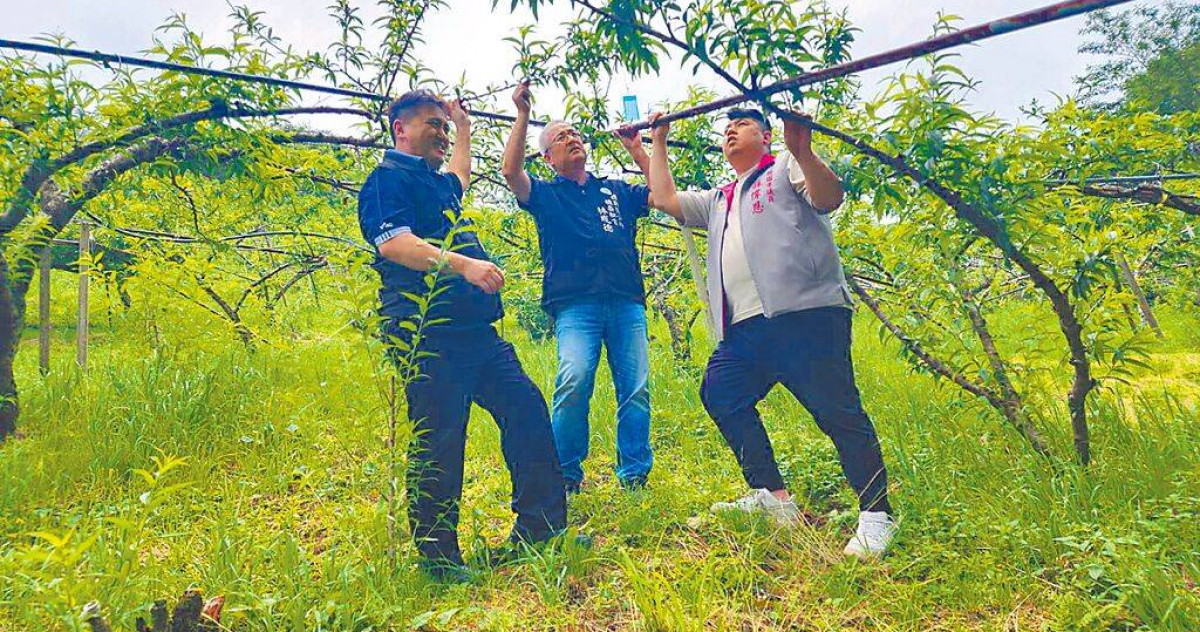 桃園水蜜桃只開花不結果...果農疑人造雨惹禍 水利署回應了 | 生活 | CTWANT