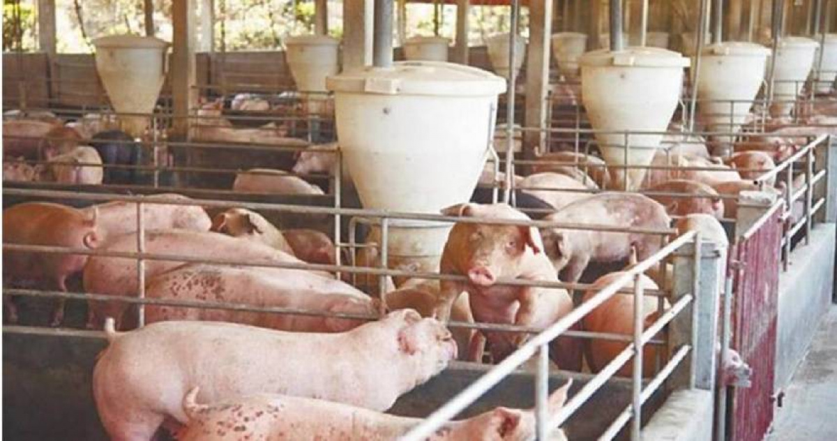 非洲豬瘟解禁後豬肉供應穩定 農業部啟動秩序出豬機制 | 政治 | CTWANT