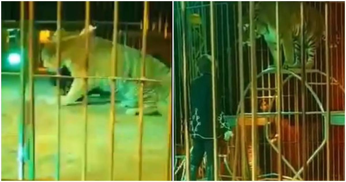 馬戲團「老虎狂咬訓獸師」 驚悚畫面曝光 | 生活 | CTWANT
