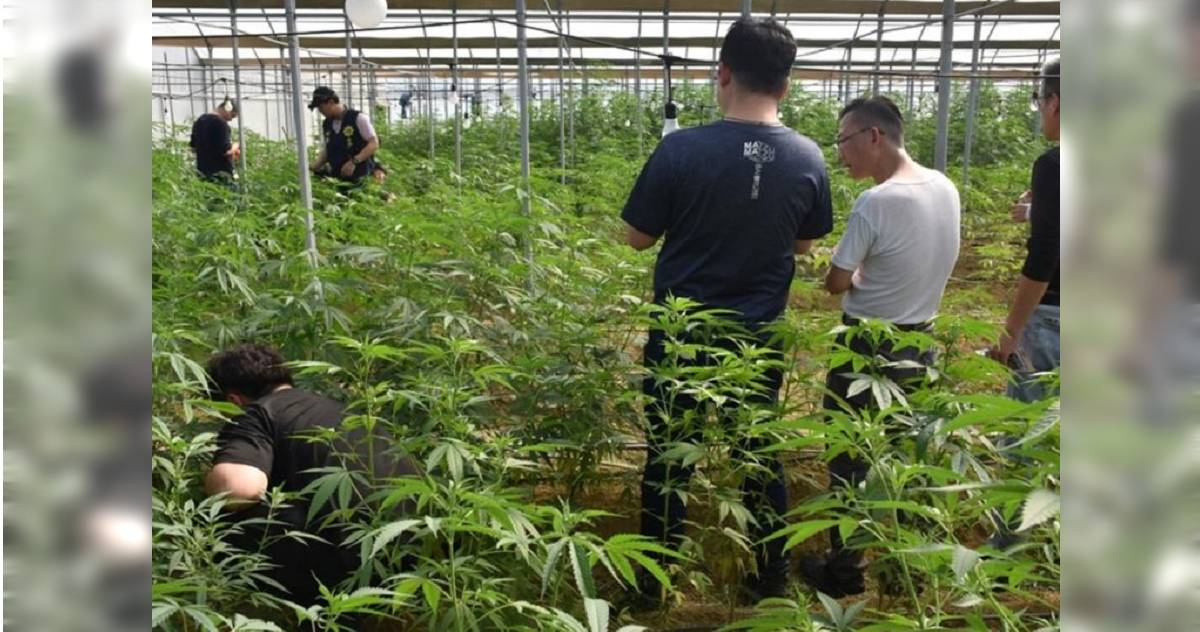 雲林警直搗大麻園！3公頃溫室養殖1766活株 5嫌落網遭羈押 | 社會 | CTWANT
