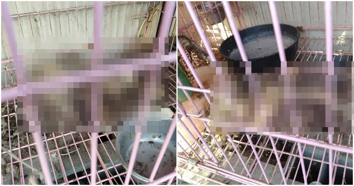 3貓死籠內成白骨！飼主：生病沒就醫 網友怒：人渣 | 生活 | CTWANT
