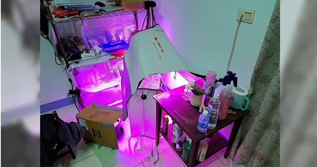 百萬卡債男看網路影片自學當大麻農夫 才剛種植成功就被逮 | 社會 | CTWANT