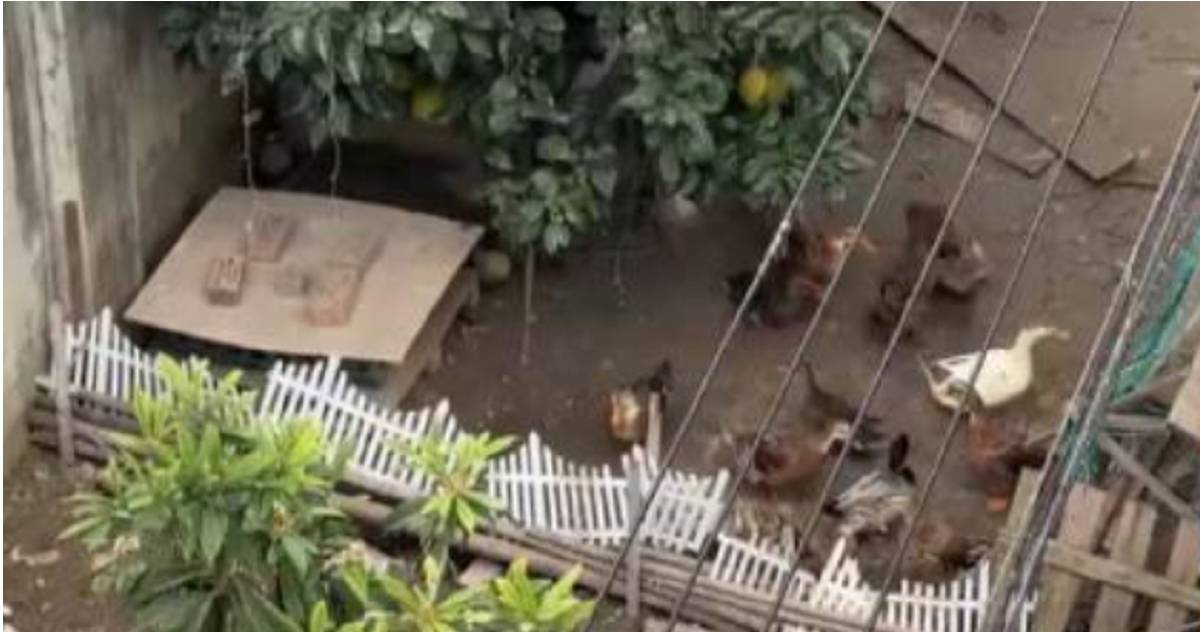 惡鄰半個院子養雞鴨凌晨2點起「整點報時」 女子瀕臨崩潰邊緣：沒 辦法睡 | 國際 | CTWANT