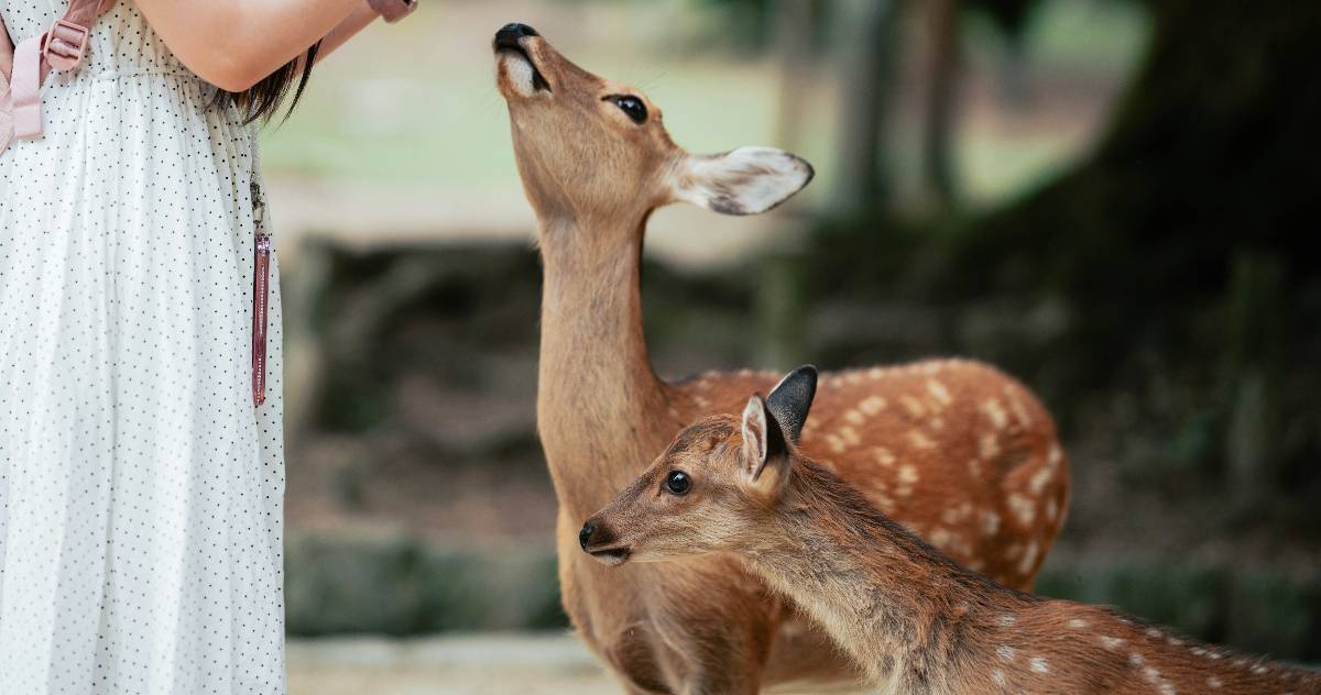 日本奈良「鹿群數量創新高」 鹿愛護會示警：小心傷人事件 | 國際 | CTWANT