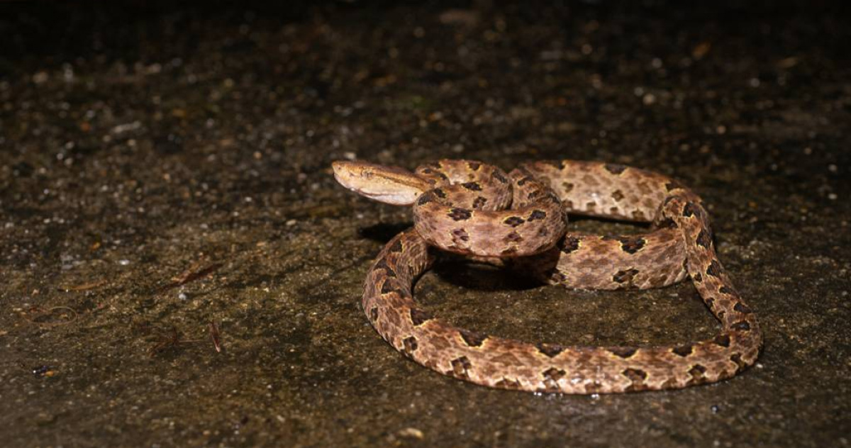 房客遭龜殼花咬傷！怒告墾丁民宿「沒標示」 法院判決敗訴 | 社會 | CTWANT