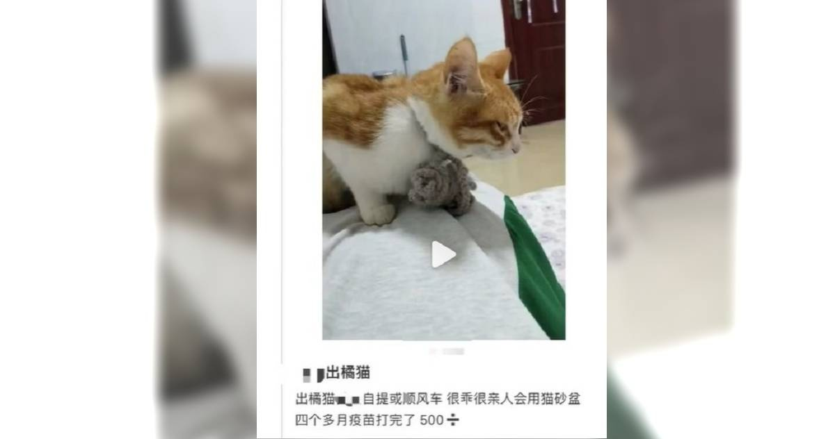 網友無償送養貓咪！ 一個月後竟發現對方出價2200元轉賣傻眼 | 國際 | CTWANT