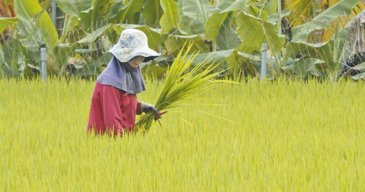 丹娜絲颱風害高屏農損「菜價漲14％」 農業部：將推出優惠 | 生活 | CTWANT