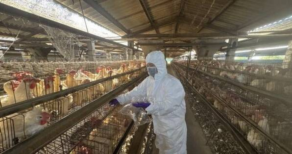 彰化蛋雞場全面採樣！芬普尼風險升高 縣府啟動雞蛋安全大作戰 | 社會 | CTWANT