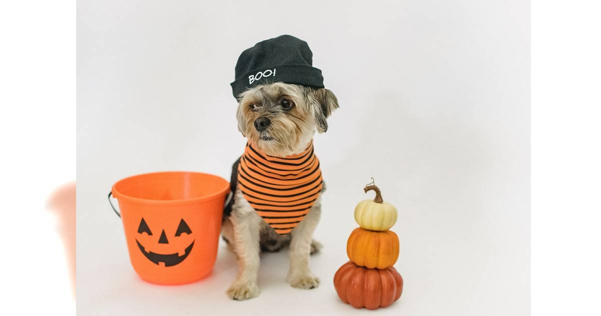 小心！萬聖節也有風水禁忌 這些裝飾物太NG要避免 | 生活 | CTWANT