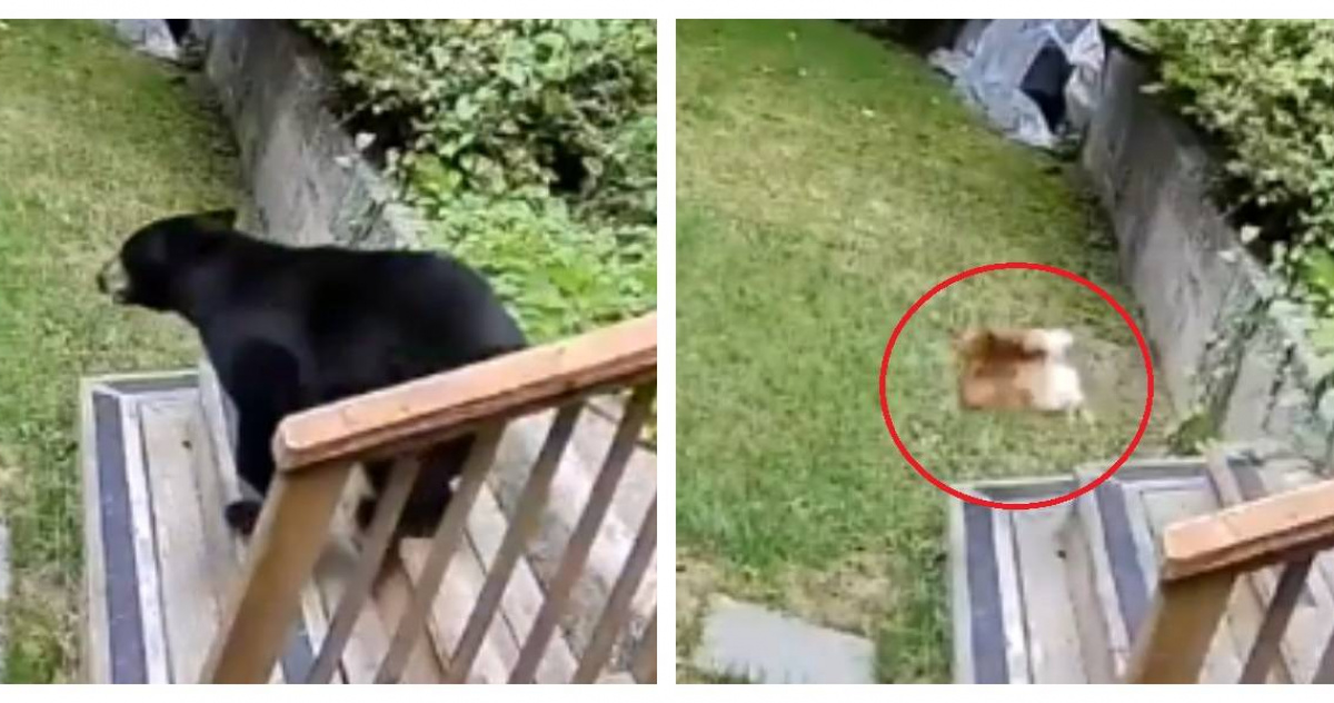 「博美保全」2.27公斤小狗奮勇趕跑黑熊 溫哥華家門口上演驚險對決 | 生活 | CTWANT