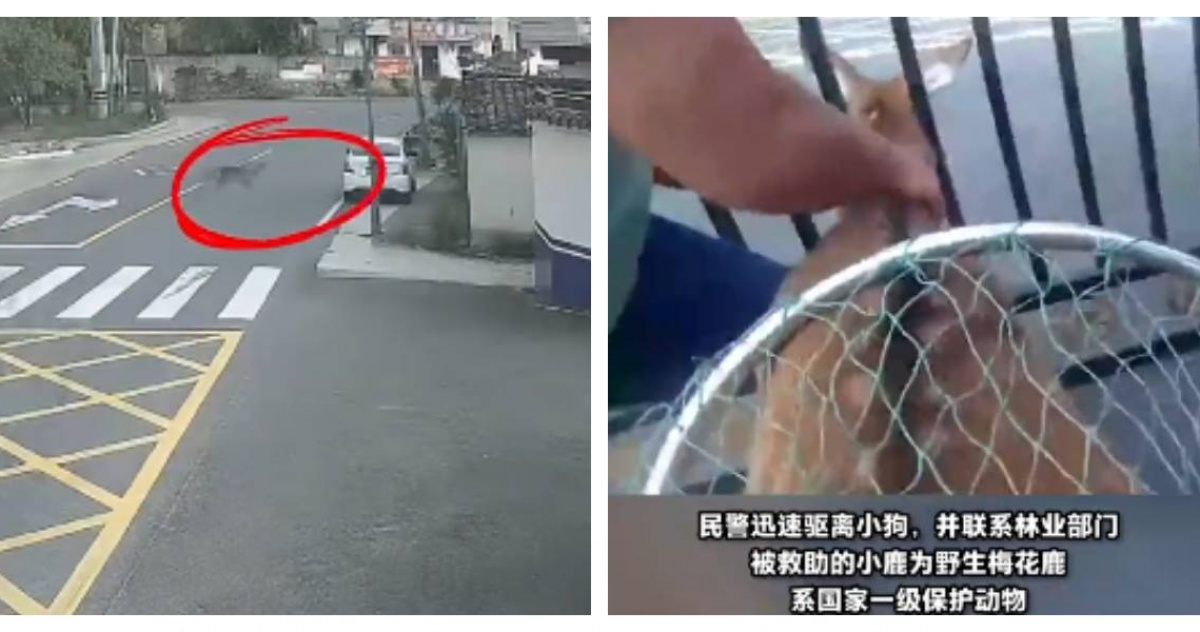 狗一追牠就衝派出所！梅花鹿狂奔闖警局 警當場關門救援 | 生活 | CTWANT