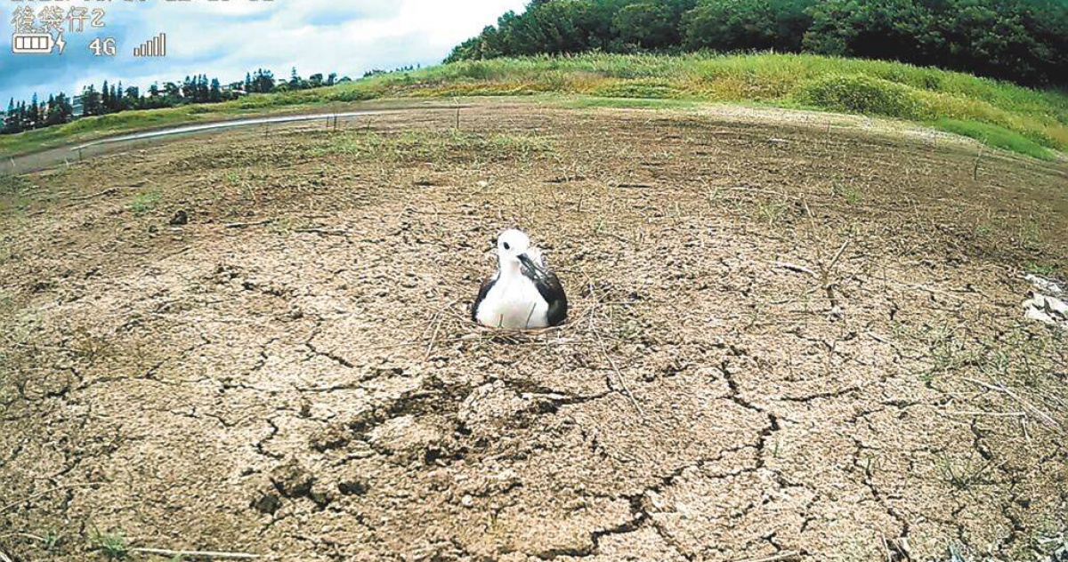 惡行全都錄！澎湖首次發現高蹺鴴築巢 慘遭浪犬破壞 | 生活 | CTWANT