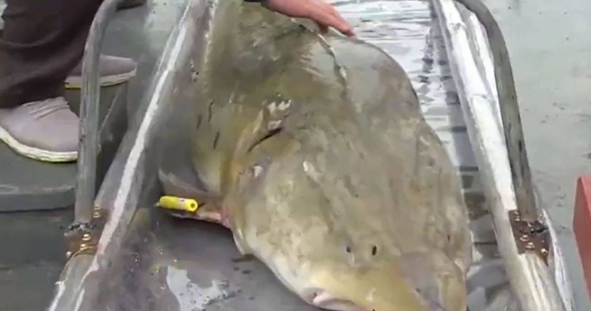 Mysterious Dashi Fish: A Giant Freshwater Wonder Discovered in ...