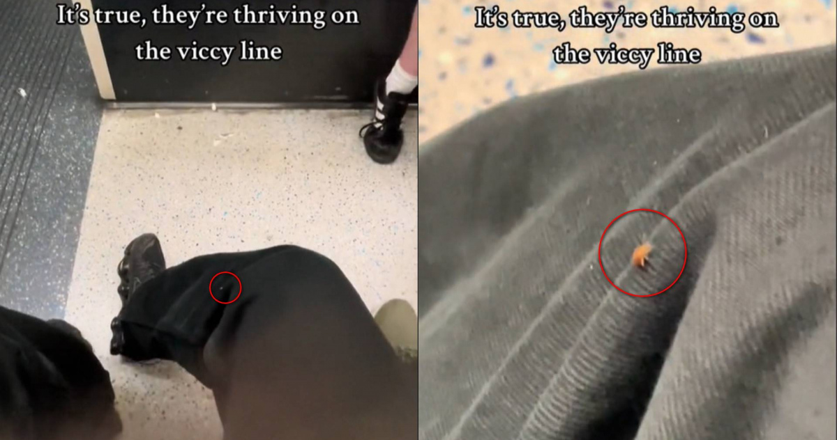 Bed Bug Infestation Spreading: Severe Cases in Paris and Suspected ...