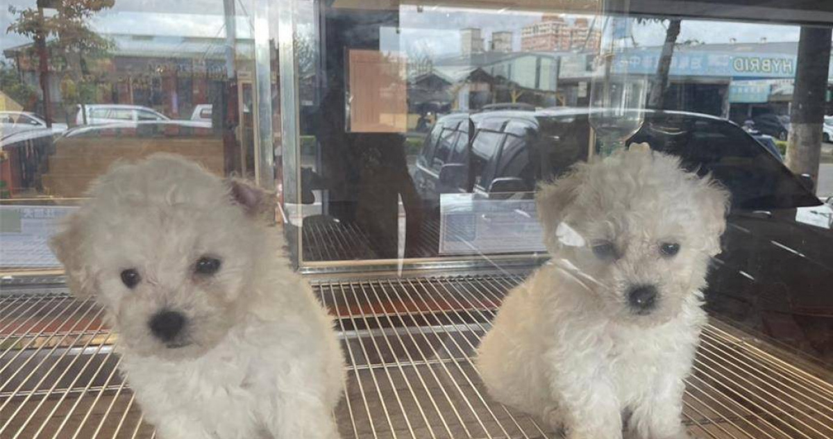 虐待動物不再輕判！動保法修法擬加重刑責 最高罰300萬、不得易科罰金 | 社會 | CTWANT