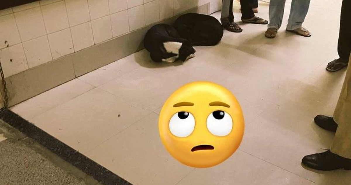 流浪狗叼「嬰兒頭顱」醫院走廊遊蕩 印度警方急查真相 | 國際 | CTWANT