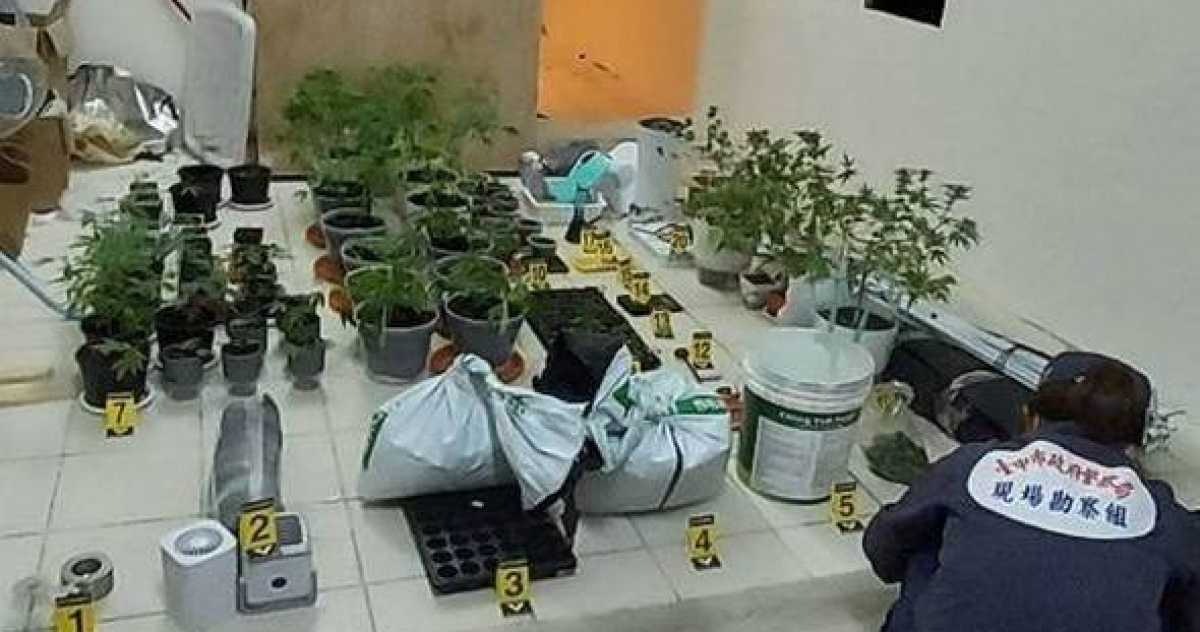 木工「想賺快錢」拉3工友一起當自耕農 設備全自己做種80萬元大麻遭逮 | 社會 | CTWANT