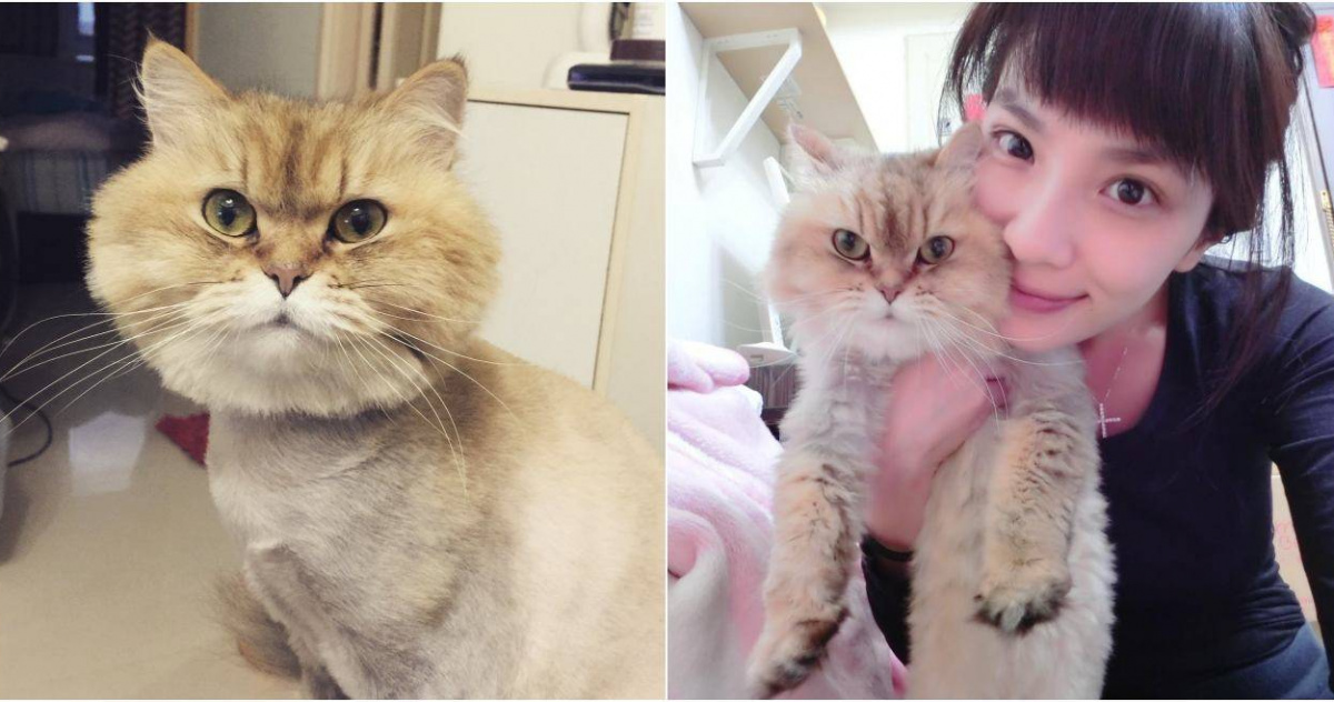 寵物情緣／王嫚萱養貓新手 養出19歲童顏貓奶奶 | 生活 | CTWANT
