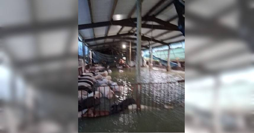 嘉義養豬場淹水2米災情慘重 3500頭豬僅存百隻慘況驚人 | 社會 | CTWANT