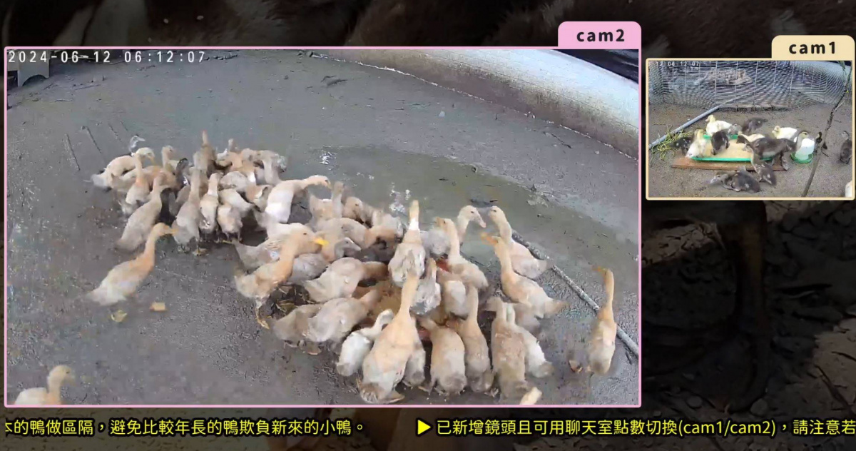 24小時「Twitch鴨鴨陪伴台」爆紅 掛台還能兌換新鮮鴨蛋 | 生活 | CTWANT