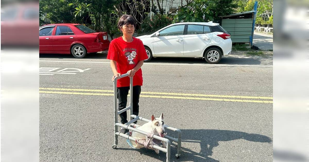 車禍癱瘓遭拋棄！嘉義縣牛頭㹴「小美」找到新家人了 | 生活 | CTWANT