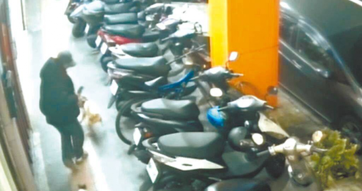 遛狗慘遭貓咪攻擊男友失控怒踹 兩者雙雙挨罰 | 社會 | CTWANT