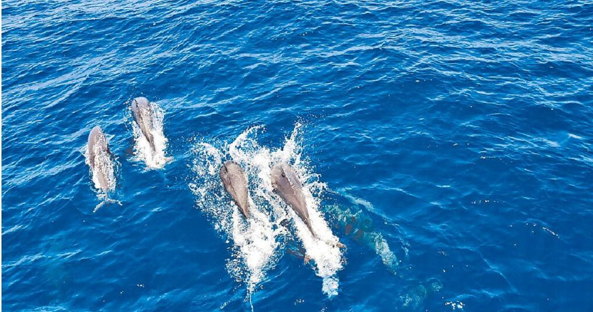 出海一趟鯨喜連連 遊客直呼好療癒 | 生活 | CTWANT