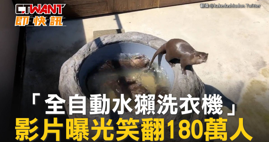 「全自動水獺洗衣機」 影片曝光笑翻180萬人 | 影音 | CTWANT
